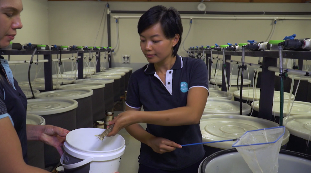 Food Recycle and CSIRO turn food waste into aquaculture feed - Future Alternative